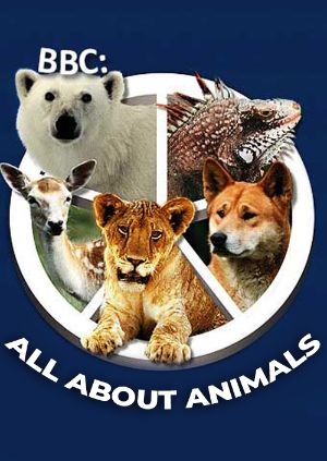 Series "BBC: All About Animals" ("BBC: All About Animals") Big-eared ...